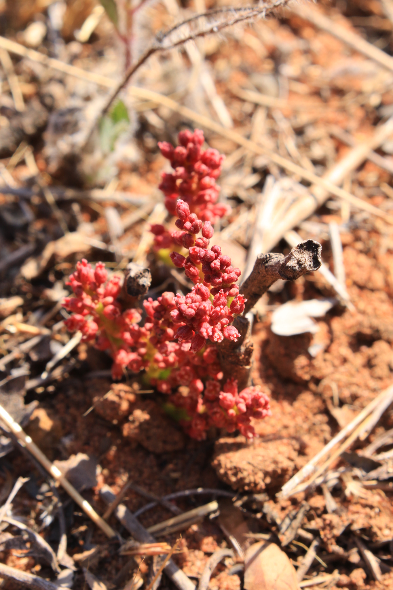 Lannea edulis (Sond.) Engl.
