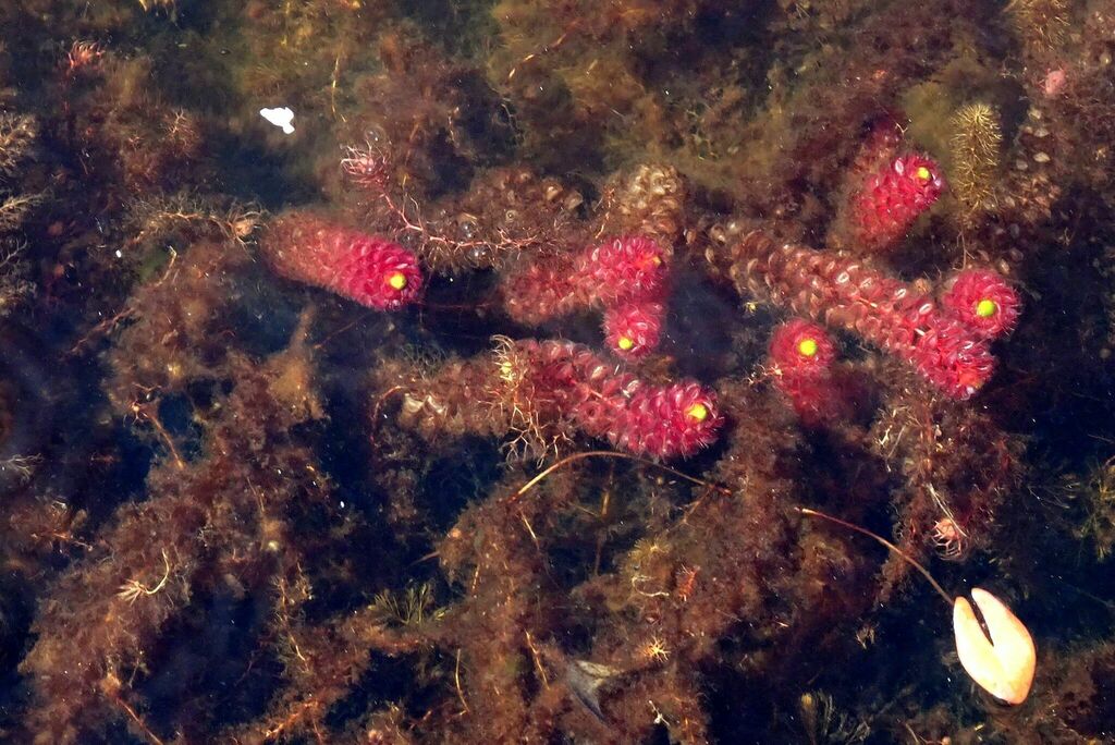 Waterwheel Plant in September 2022 by Andrey Efremov · iNaturalist