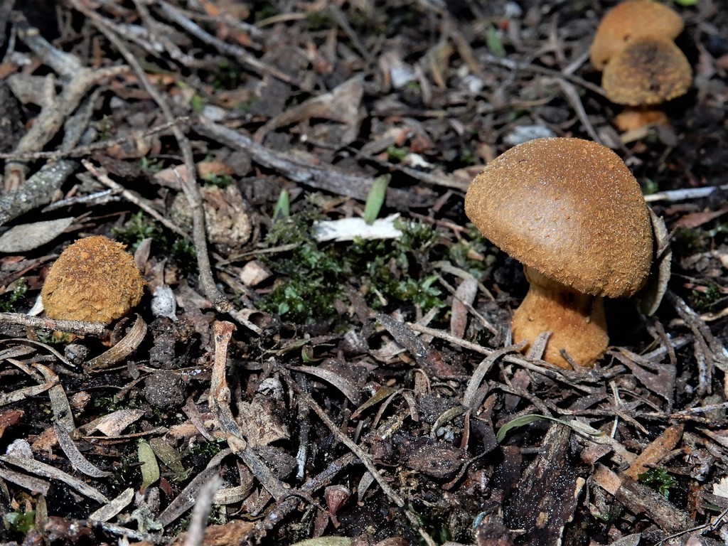 Descolea from Ashhurst Domain, Ashhurst, New Zealand on August 11, 2018 ...