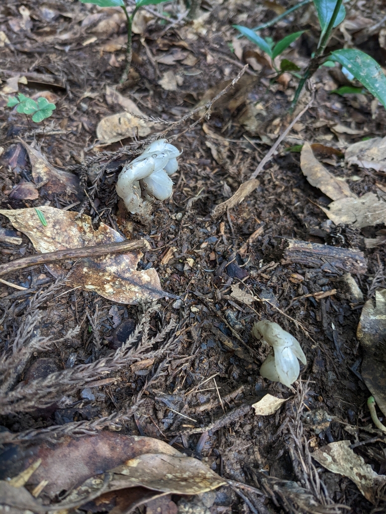 Monotropastrum humile from Tsukuba, Ibaraki 300-4352, Japan on ...