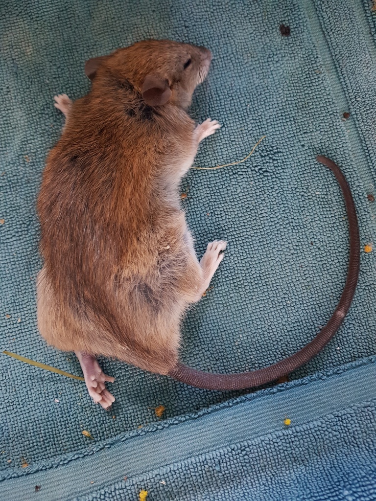 Black Rat from Narre Warren North VIC 3805, Australia on September 3 ...