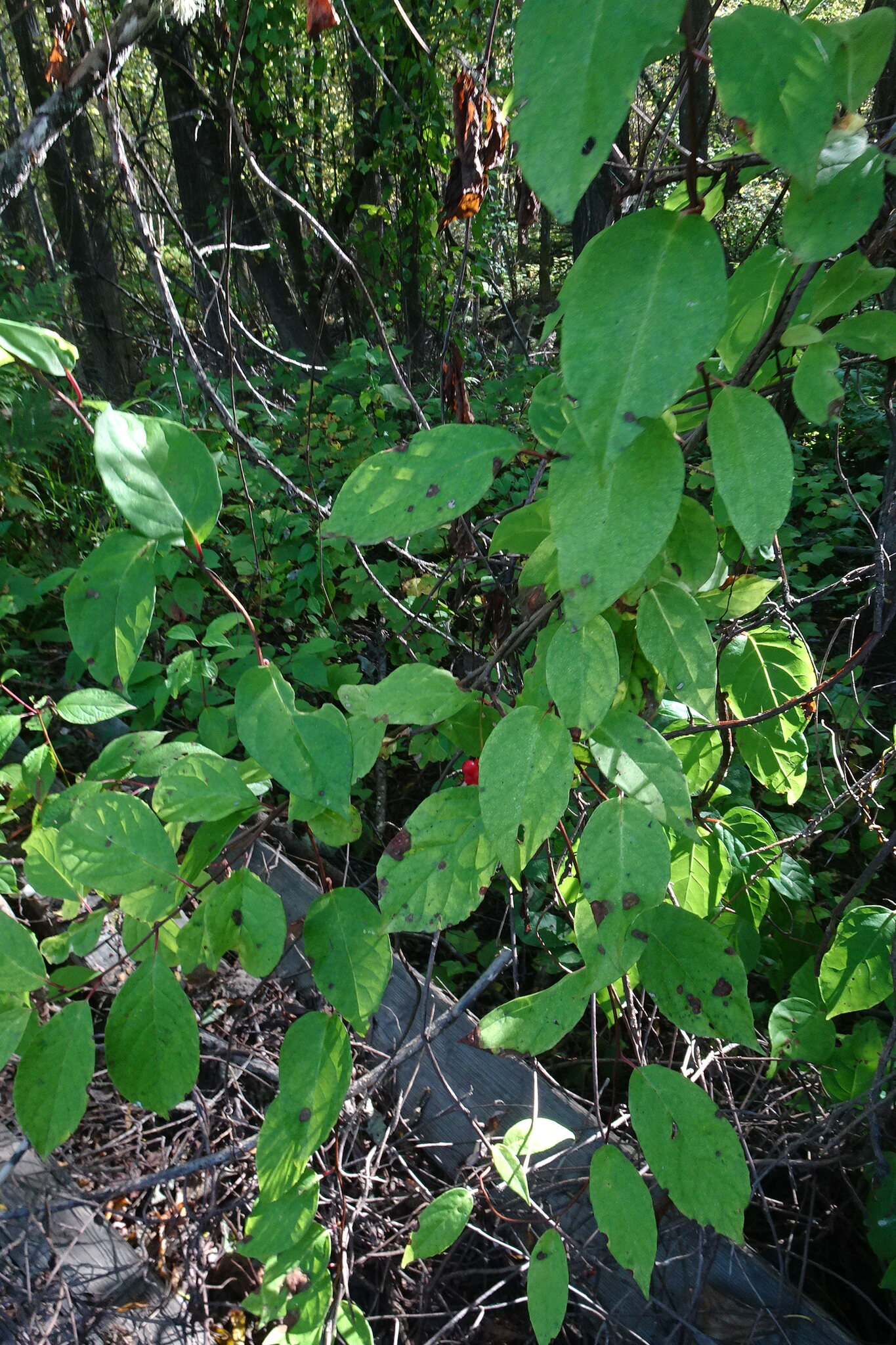 Schisandra chinensis (Turcz.) Baill.