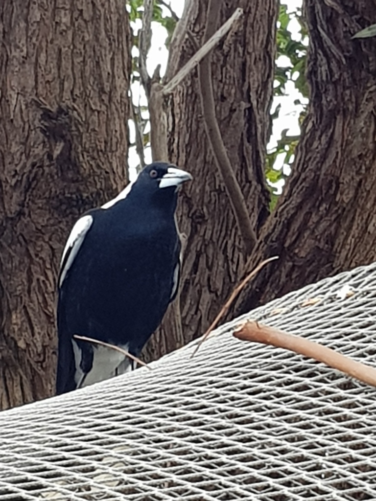 Southeastern White-backed Magpie from Narre Warren VIC 3805, Australia ...