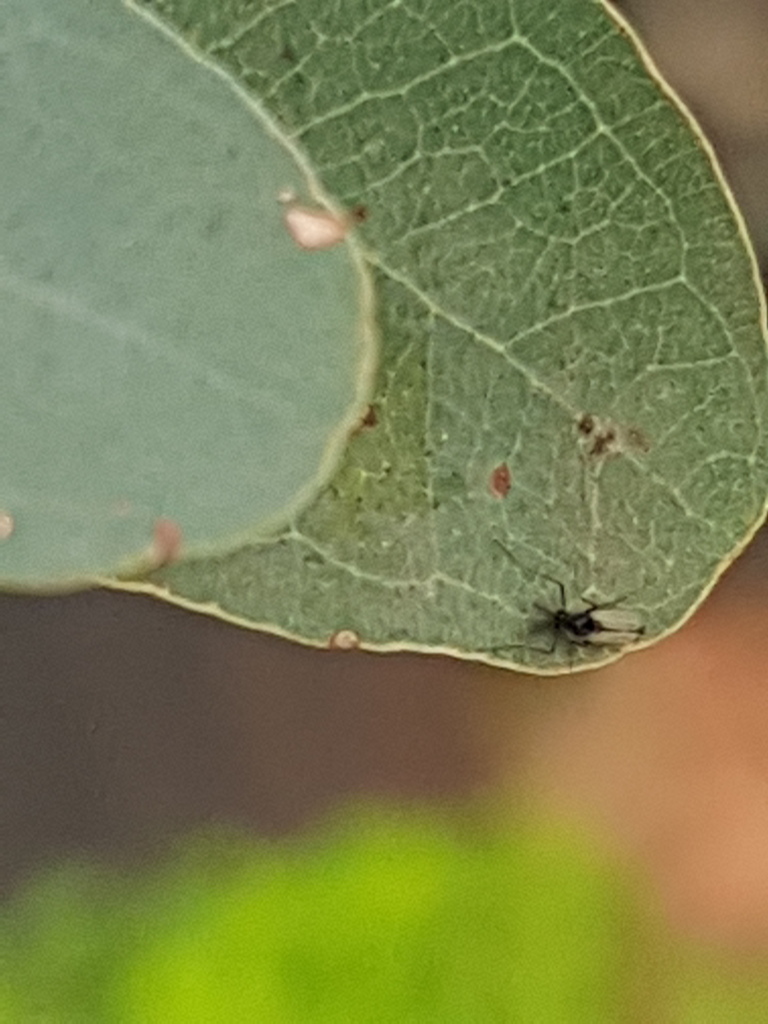 Cricotopus from Narre Warren VIC 3805, Australia on September 4, 2022 ...