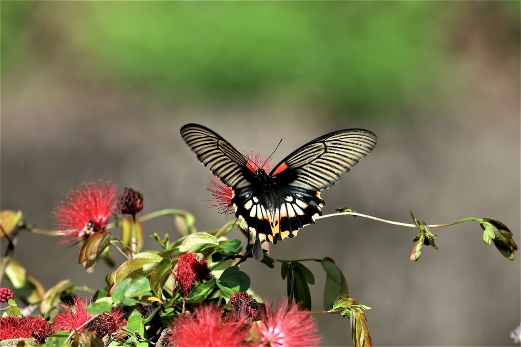 Great Mormon Swallowtail from 台灣台中市和平區台7甲線 on September 08, 2022 at 08: ...