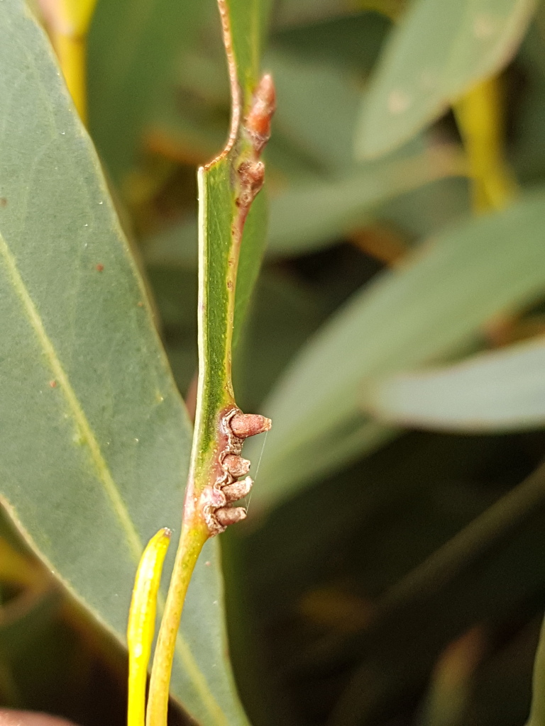 Winged and Once-winged Insects from Cranbourne VIC 3977, Australia on ...