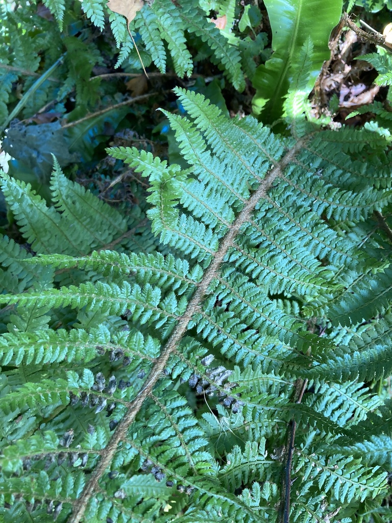 shield ferns from Clwydian Range and Dee Valley AONB, Rhyl, Wales, GB ...