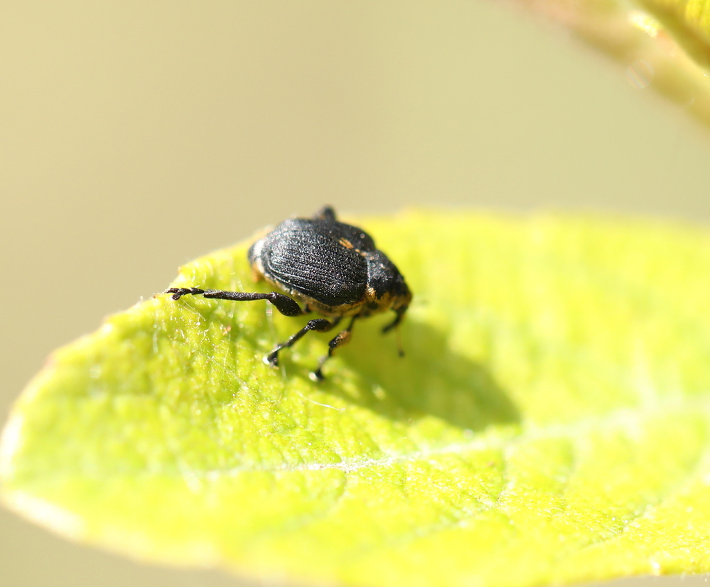 Iris weevil from Gonfreville-l'Orcher, France on May 02, 2022 at 03:33 ...