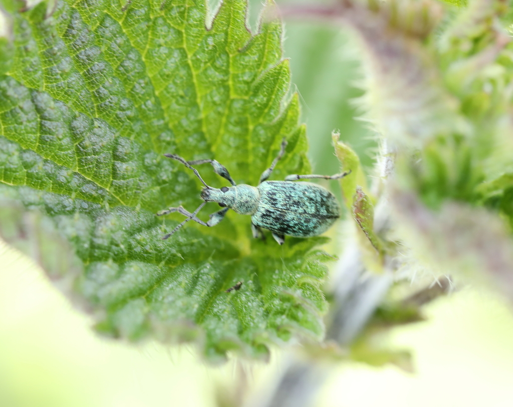 Nettle weevil from Oudalle, France on April 26, 2022 at 03:36 PM by ...