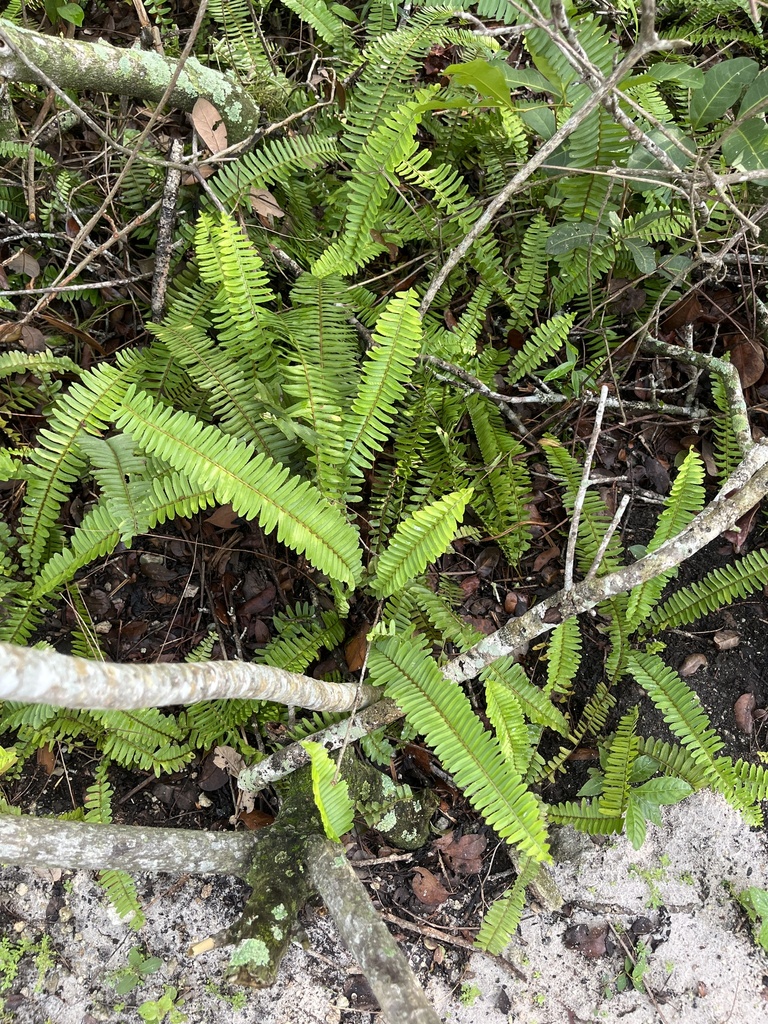 Fishbone Fern from Plantation Preserve Golf Course & Club, Plantation ...