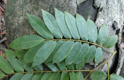 Dialium dinklagei · iNaturalist