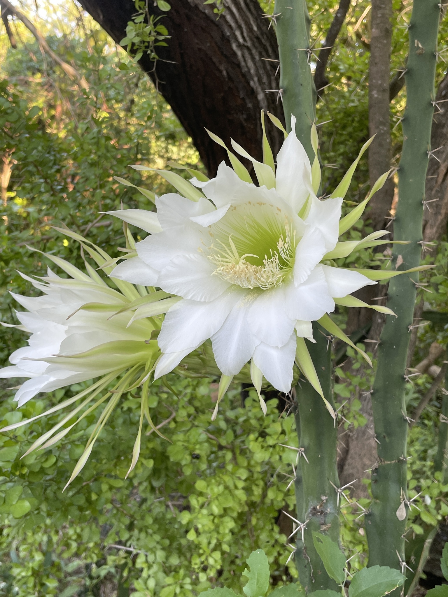 Harrisia bonplandii (Parm.) Britton & Rose