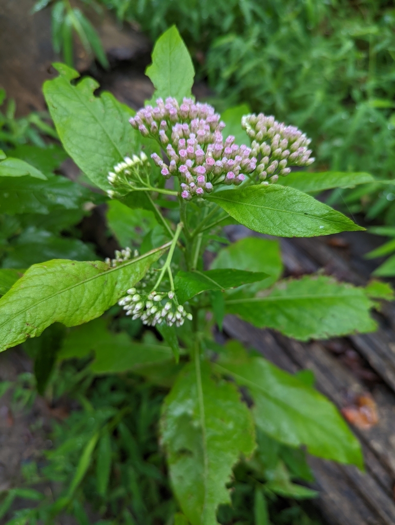 Camphor-weed from Atlanta, GA 30316, USA on September 10, 2022 at 10:10 ...