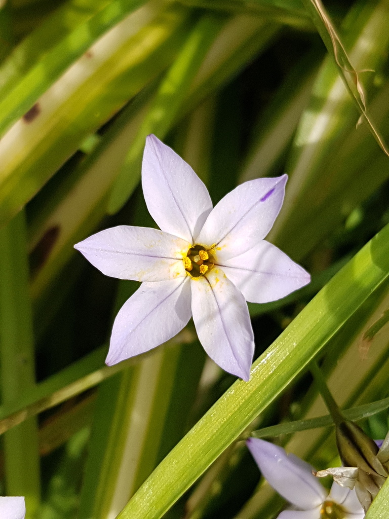 Spring starflower from Narre Warren VIC 3805, Australia on September 09 ...