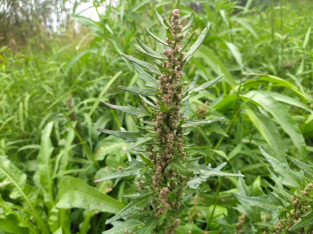 red pigweed from Gießen, Deutschland on September 10, 2022 at 02:43 PM ...