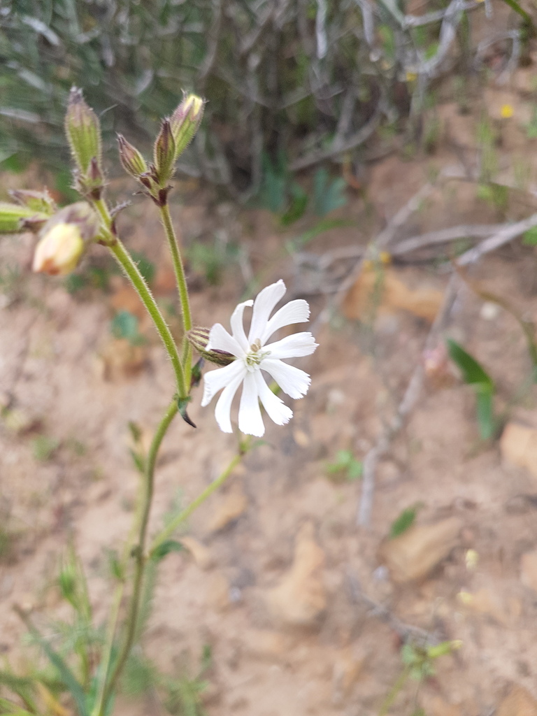 Tall Catchfly from Blaauwberg Nature Reserve, City of Cape Town, WC ...