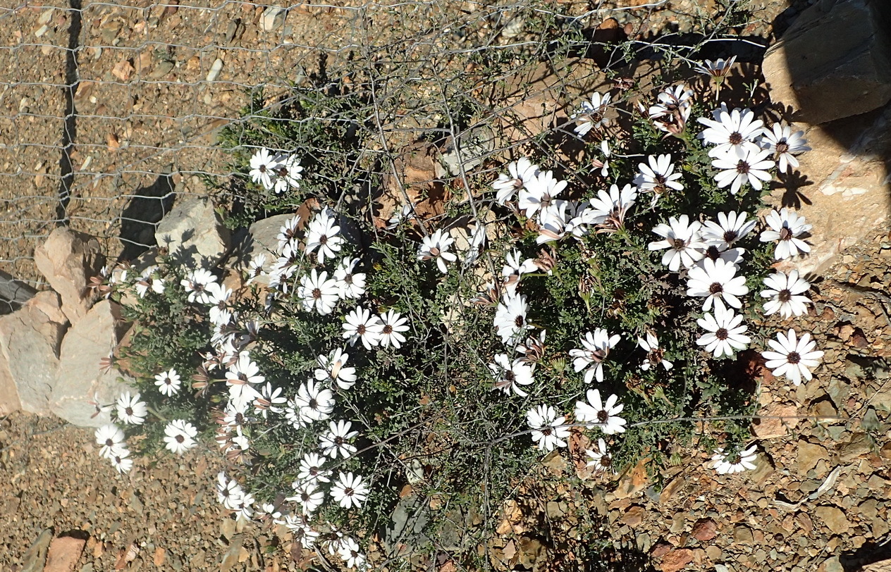 Dimorphotheca cuneata (Thunb.) DC.