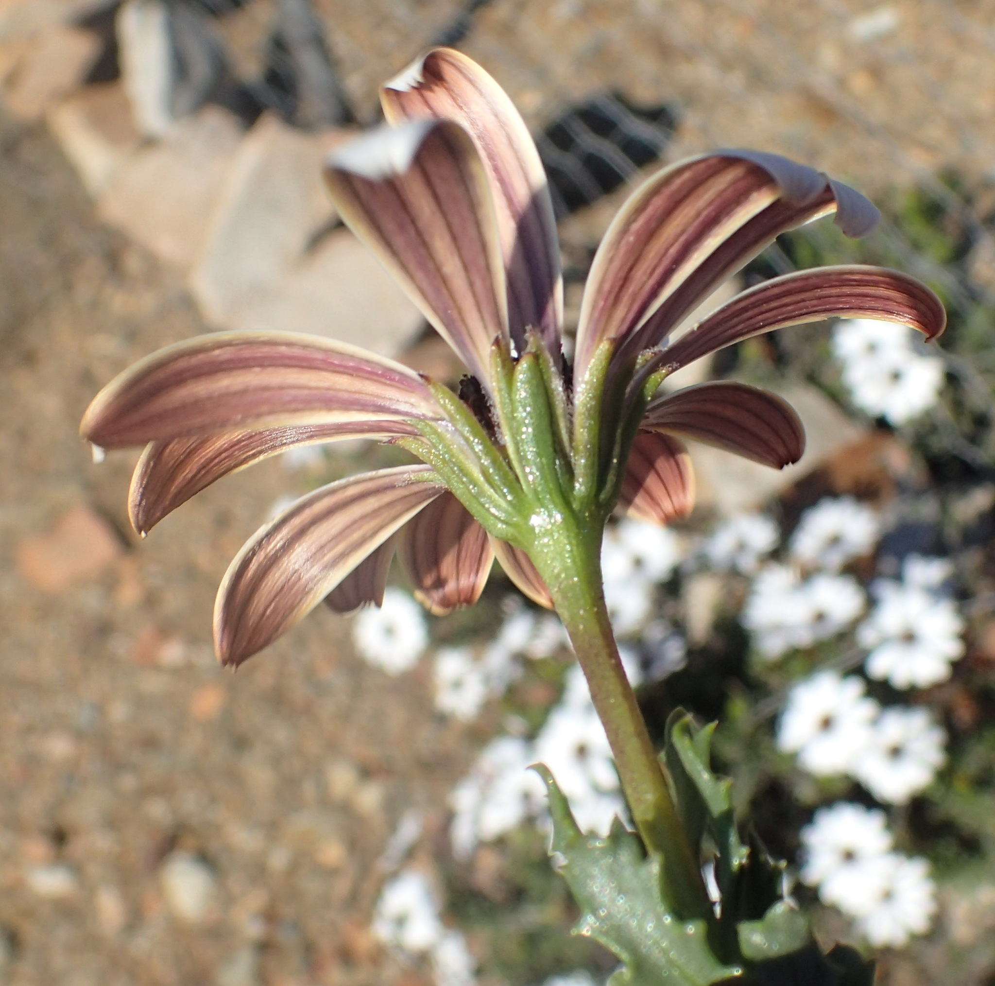 Dimorphotheca cuneata (Thunb.) DC.