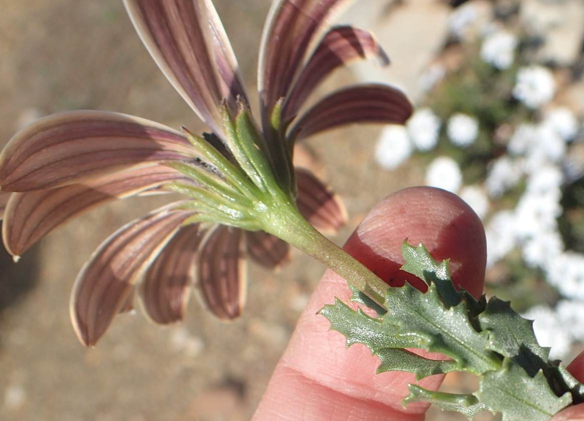 Dimorphotheca cuneata (Thunb.) DC.