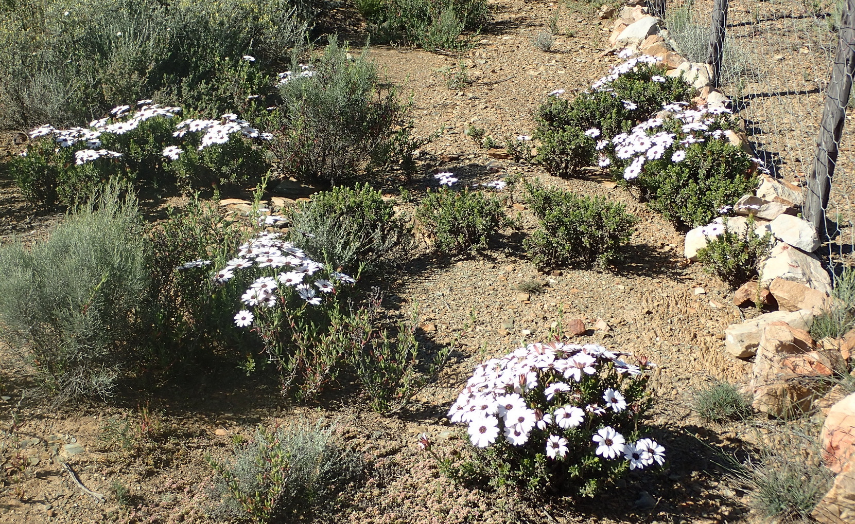 Dimorphotheca cuneata (Thunb.) DC.