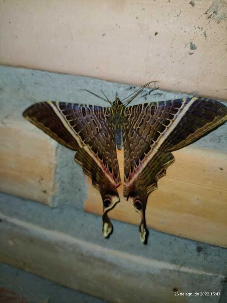 Nothus lunus Linnaeus, 1758