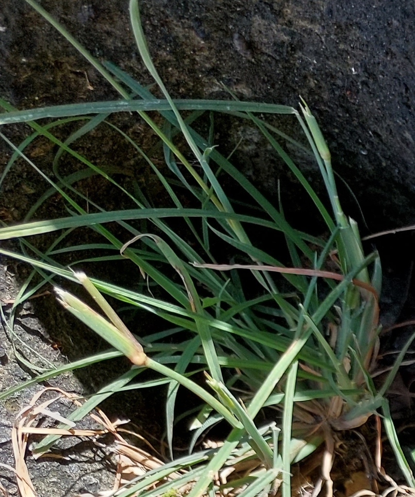 Goose Grass from 台灣台東縣 on August 25, 2022 at 10:23 AM by 胡正恆(Jackson Hu ...
