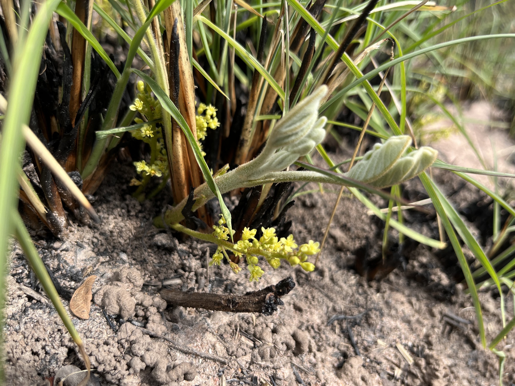 Lannea edulis (Sond.) Engl.
