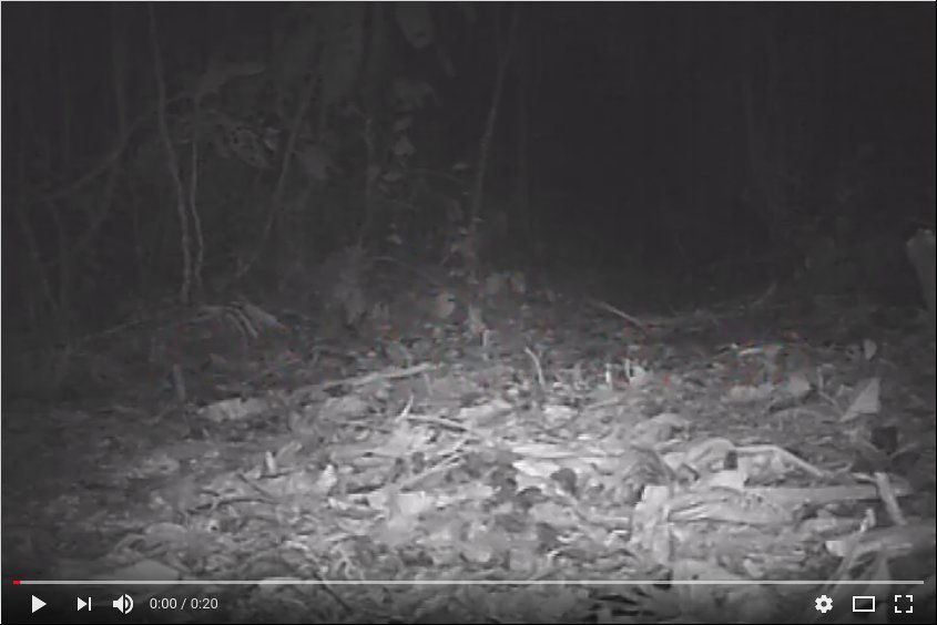 Metachirus Burmeister, 1854