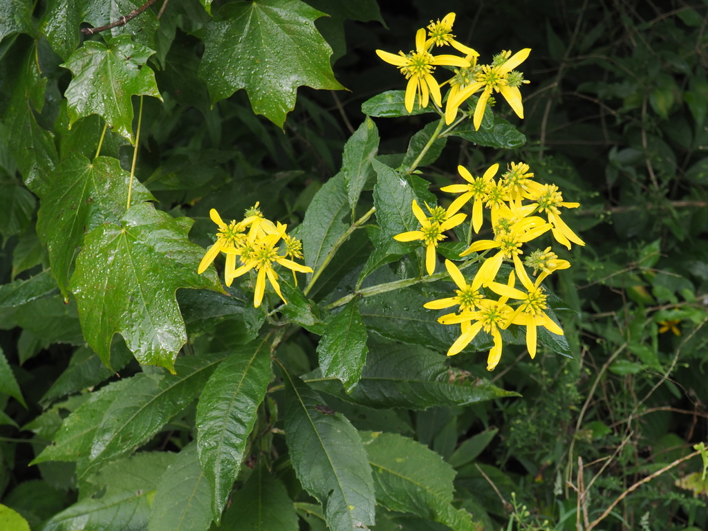 wingstem from Greene, Ohio, United States on September 10, 2022 at 09: ...