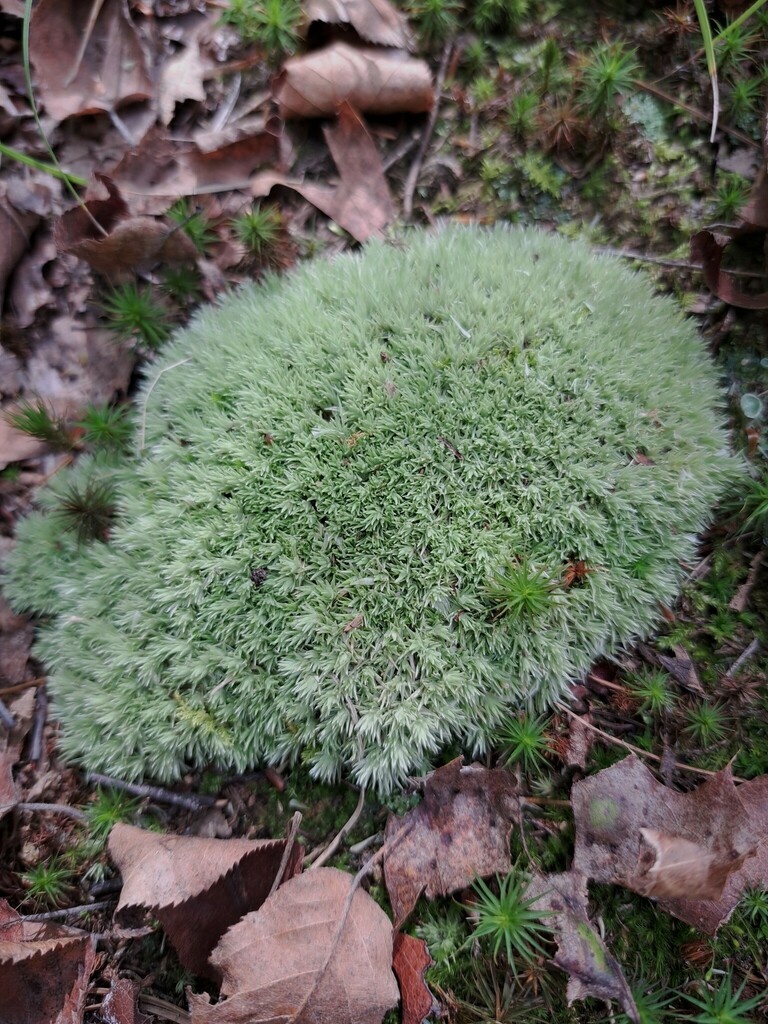 Pincushion Moss from Gananoque, ON, Canada on September 10, 2022 at 10: ...