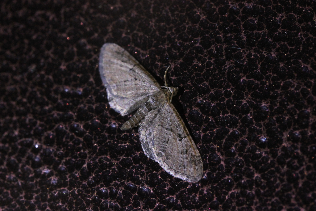 Juniper Pug from Александровский р-н, Владимирская обл., Россия on ...