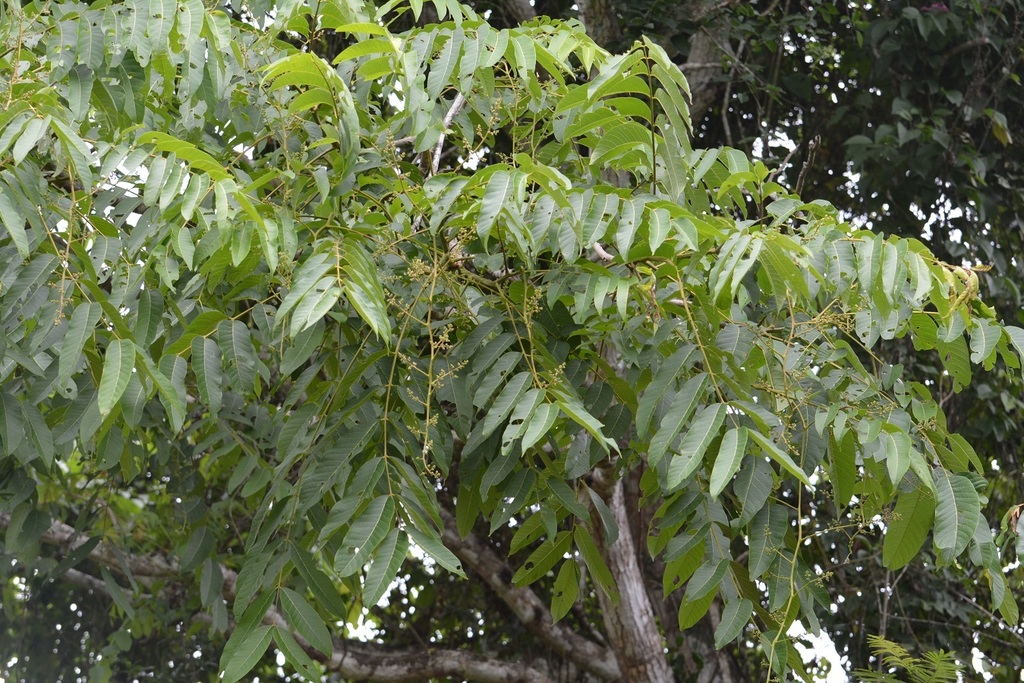 Cedrela oaxacensis in August 2018 by Neptalí Ramírez Marcial · iNaturalist