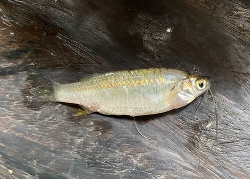Esomus altus · iNaturalist Ecuador