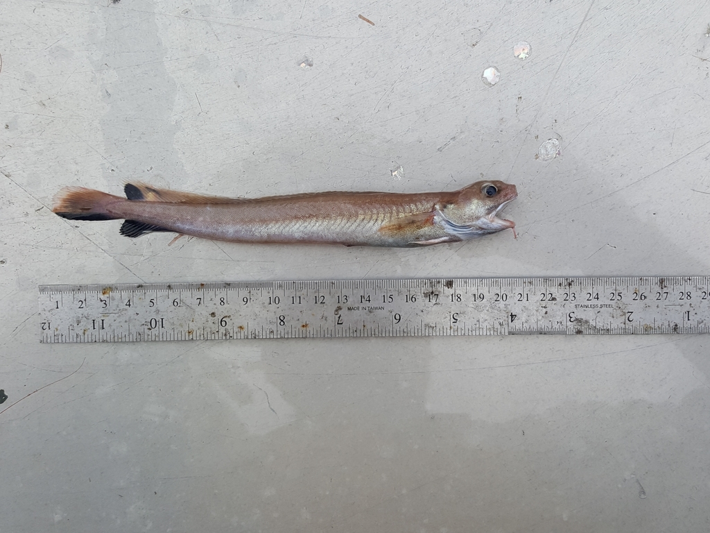 Fourbeard Rockling (Enchelyopus cimbrius) - Marine Life Identification