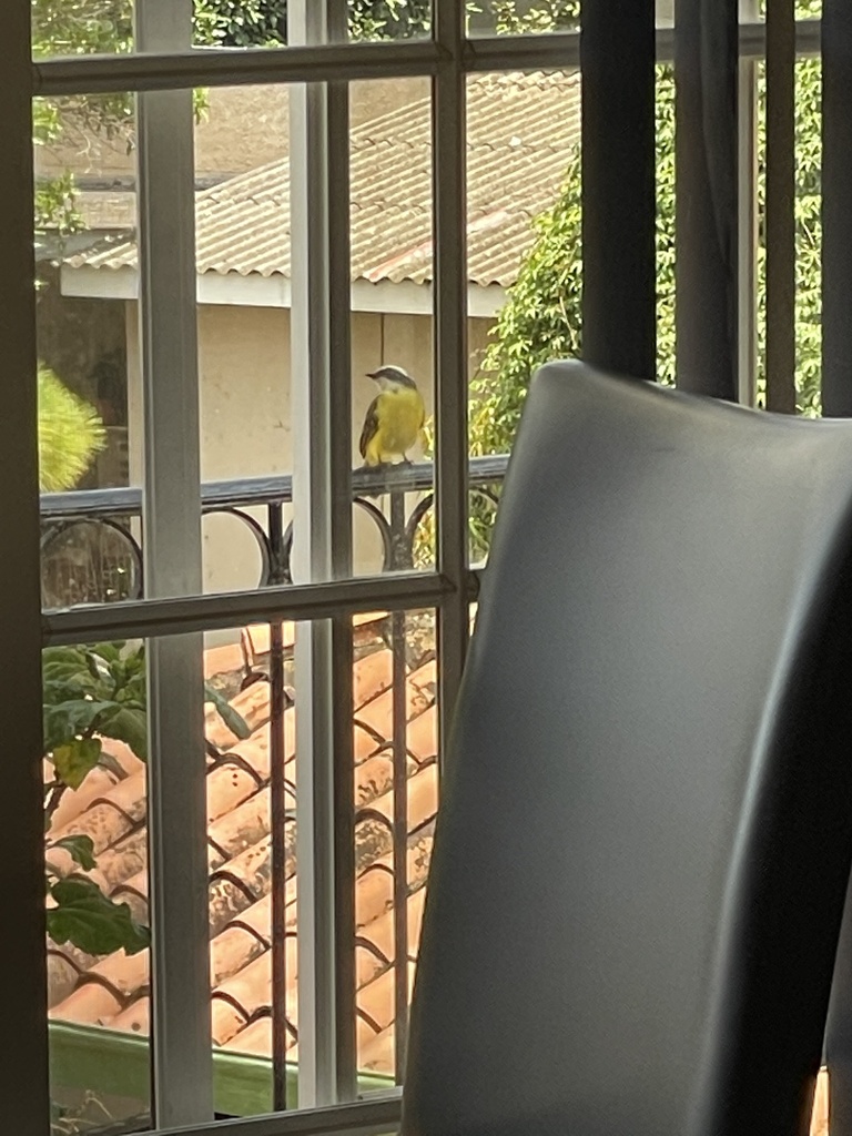 Social Flycatcher from Calle República del Brasil, Tegucigalpa ...