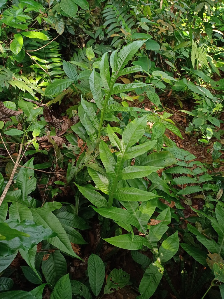Tectaria vasta - plant details - WorldFloraDB