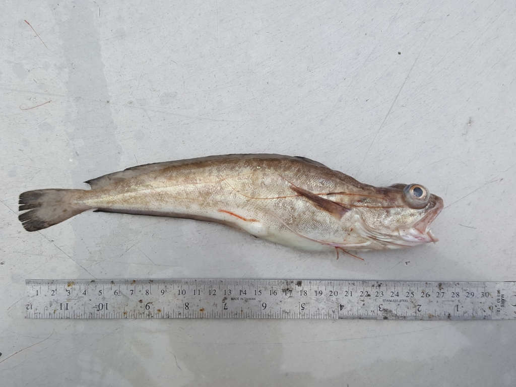 White Hake (Urophycis tenuis) - Marine Life Identification