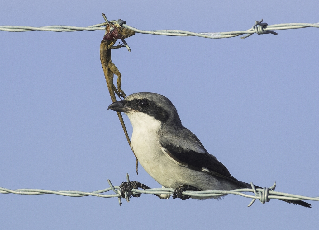 Loggerhead Shrike from Arthur R. Marshall NWR 10216 Lee Rd, Boynton ...