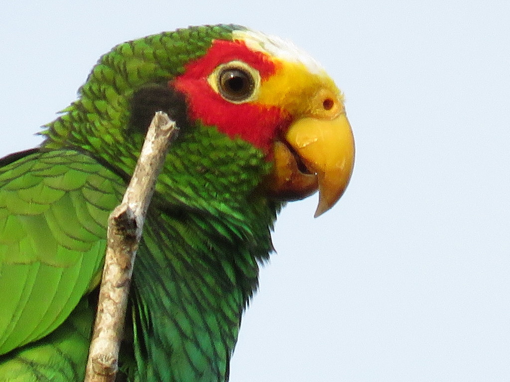 Antecedentes Amazona Xantholora Ivannia Calcáneo (@ivanniacalcaneo)