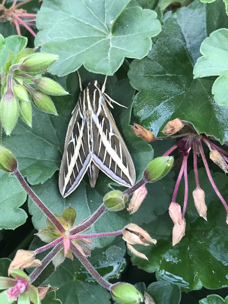 White-lined Sphinx from SE Fourth St, Minneapolis, MN, US on September ...