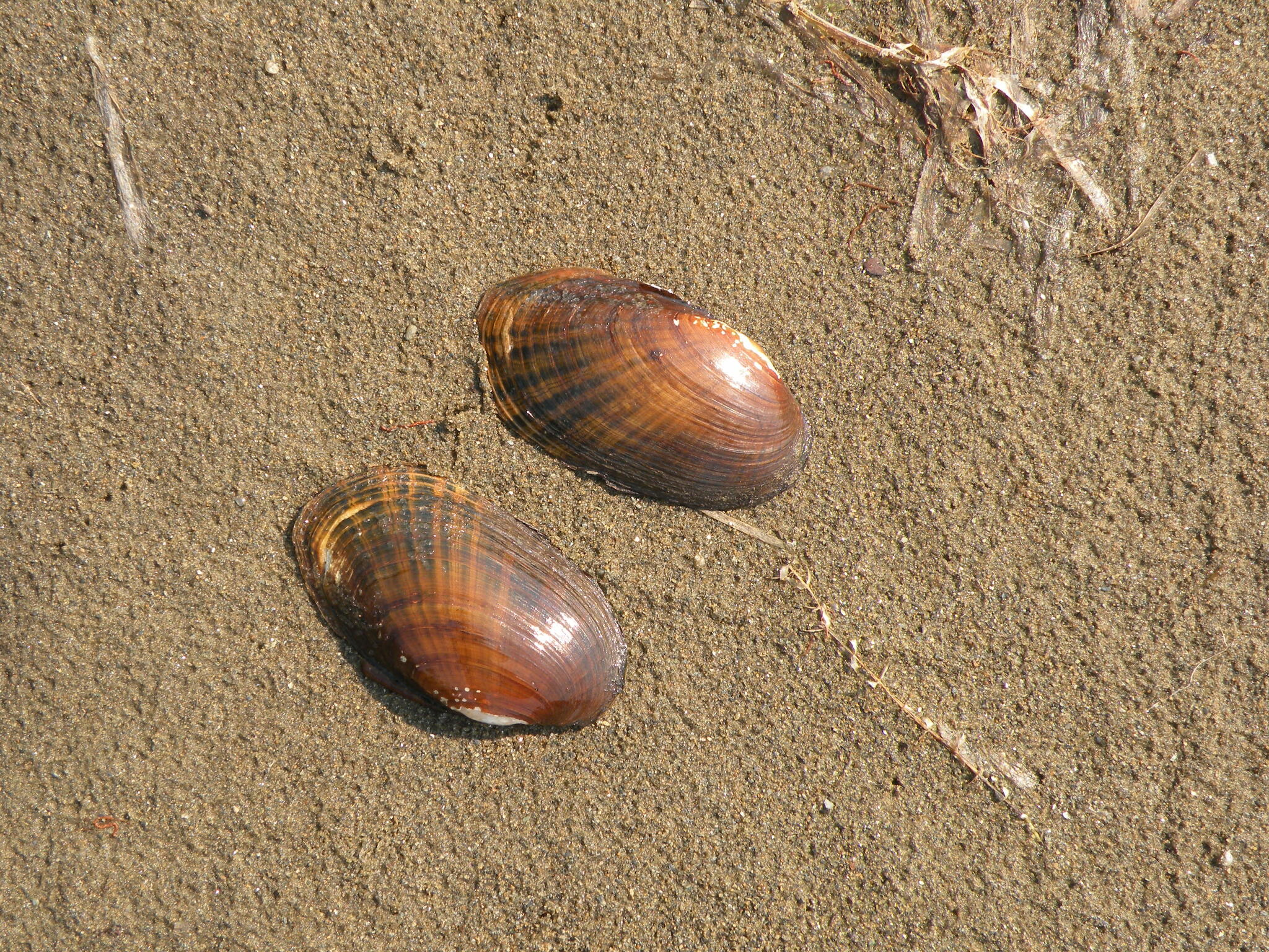 Lampsilis radiata (Gmelin, 1791)