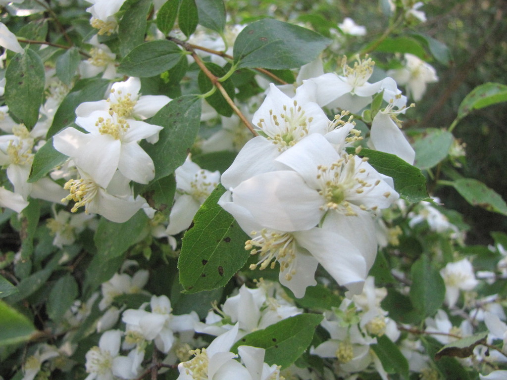 Lewis' mock orange from Jefferson County, MT, USA on July 26, 2018 at ...