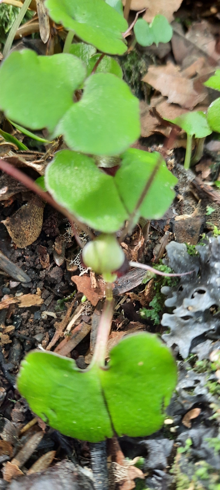 Corybas trilobus (Hook.f.) Rchb.f.