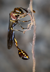 Wasps of Bhutan · iNaturalist