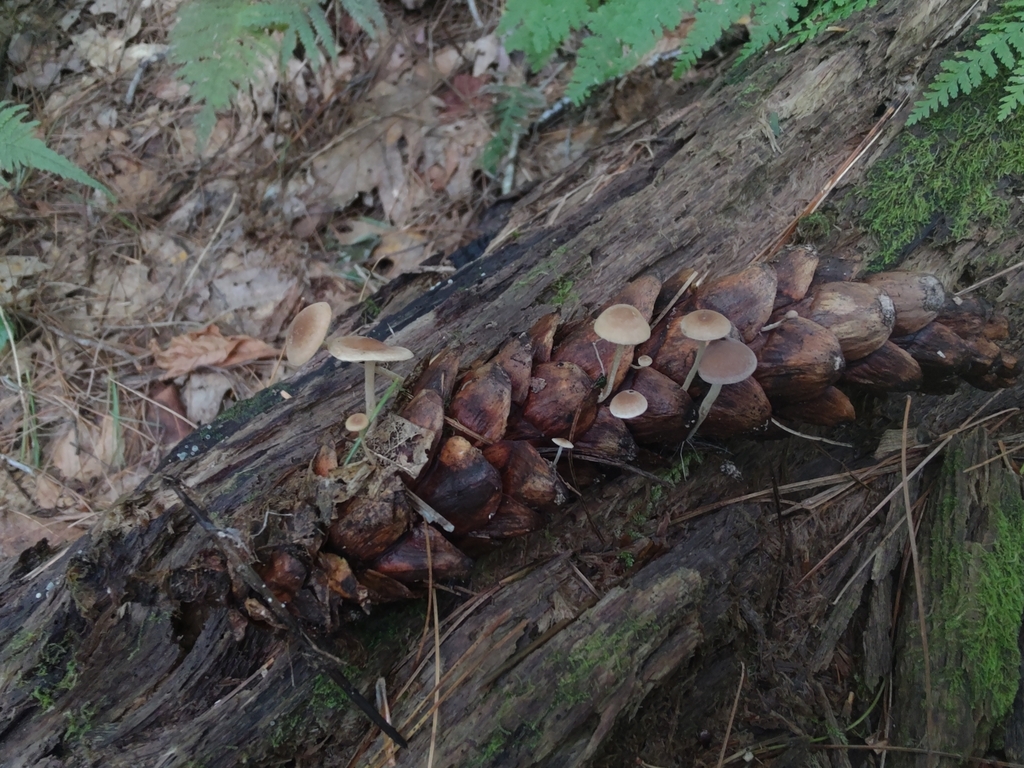 Conifercone Cap from Norton, VA 24273, USA on September 3, 2022 at 02: ...