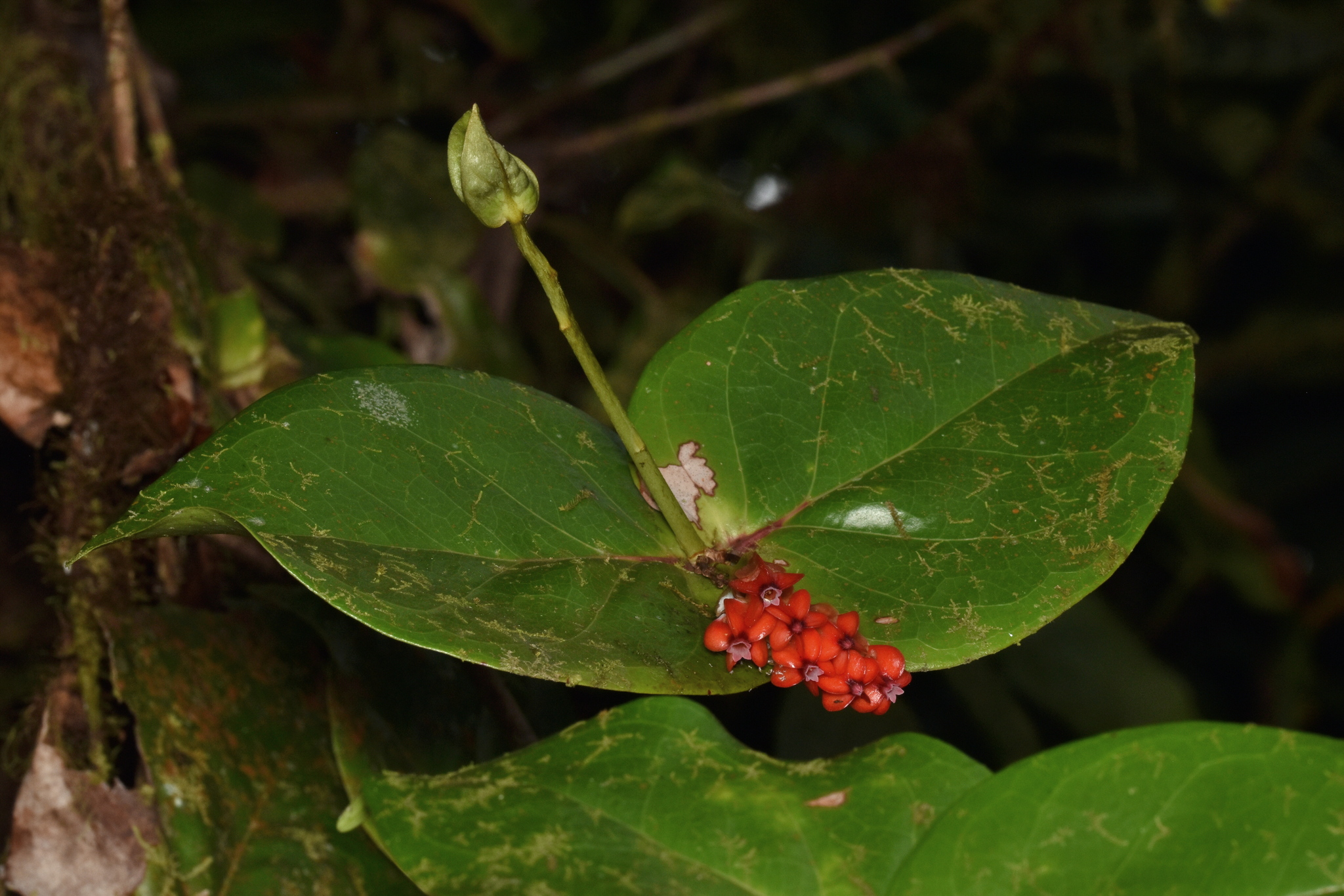 Anthopterus wardii Ball