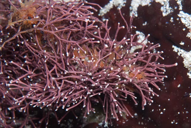 Red Coralline Algae (Jania) - Botanical Realm