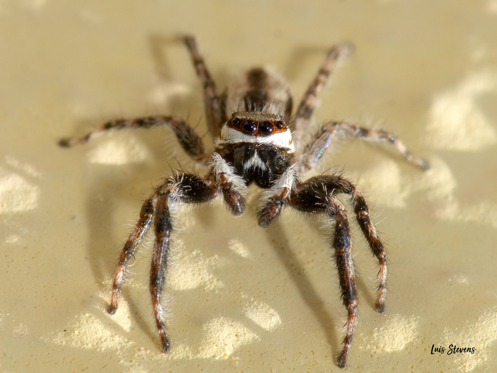 Wall Jumping Spiders (Specs ) · iNaturalist