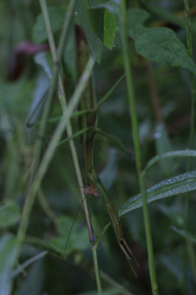 Chinese Mantis from Druid Hill Park, Baltimore, MD, USA on September 9 ...