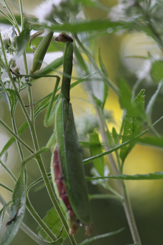Chinese Mantis from Druid Hill Park, Baltimore, MD, USA on September 09 ...